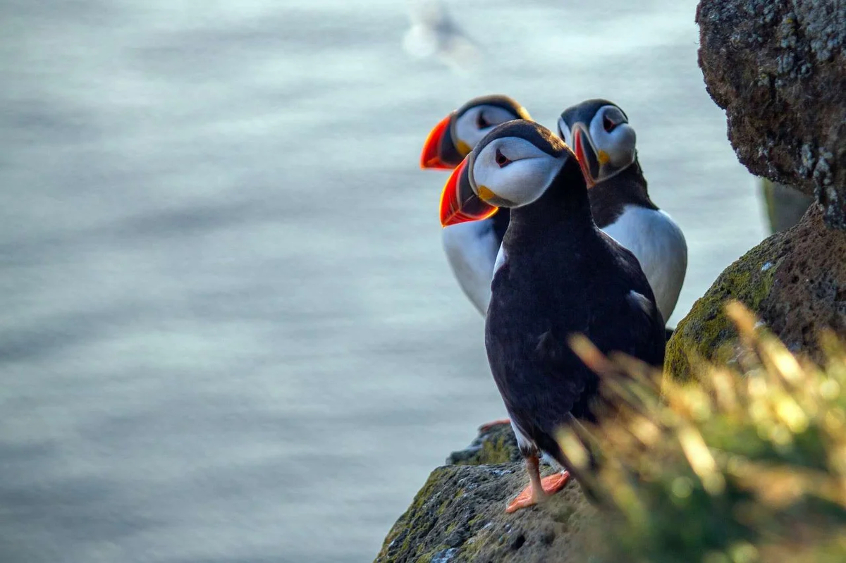 Puffin Explorer - Private Orkney Half-day Tour by Ciaran S. The best ...
